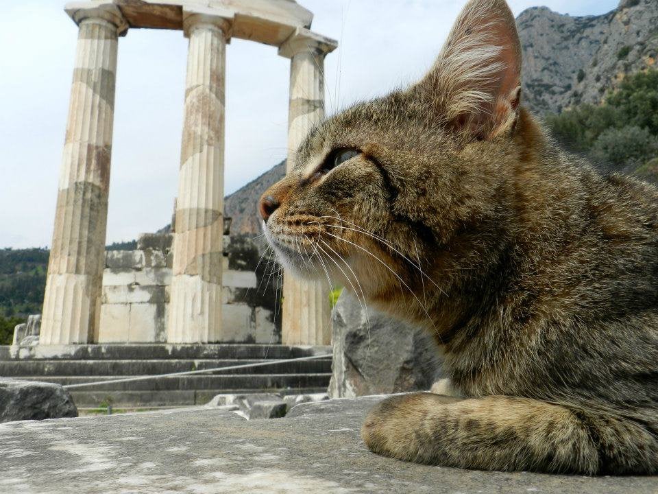 Book Review: A Cat at the End of the World, by Robert Perišić – Yellow ...